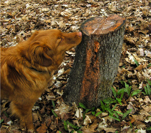 Springfield Plateau: April 2020