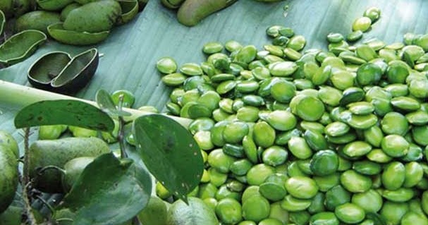 FOGLIE: Griffonia: proprietà, controindicazioni e come assumere l ...