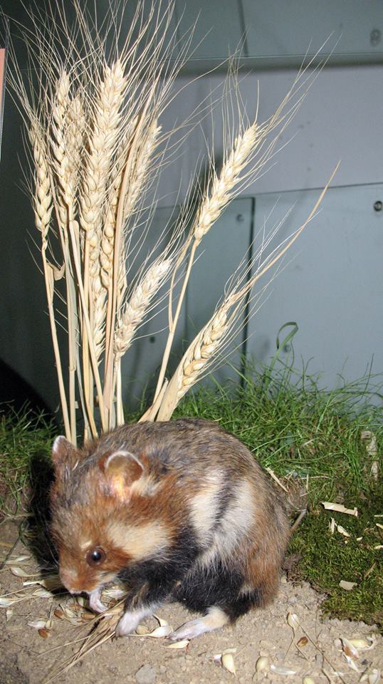 Ştiinţă pentru toţi: Hârciogul (Cricetus cricetus)