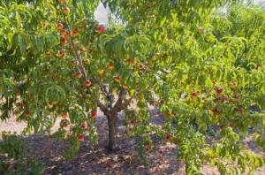ΕΝΑ ΚΑΡΑΒΙ Τ’ ΟΝΕΙΡΟ ΠΟΥ ΟΛΟ ΜΕ ΤΑΞΙΔΕΥΕΙ ΜΕ ΚΟΝΤΡΑ ΤΟ ΚΑΙΡΟ: ΦΥΤΑ ...