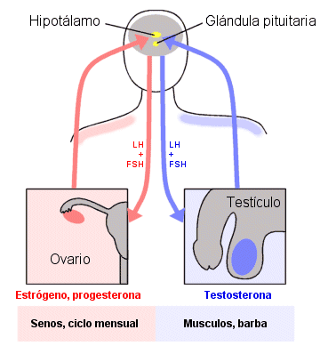Portafolio de Evidencias Fisiologia Humana Fac. Medicina Uas ...