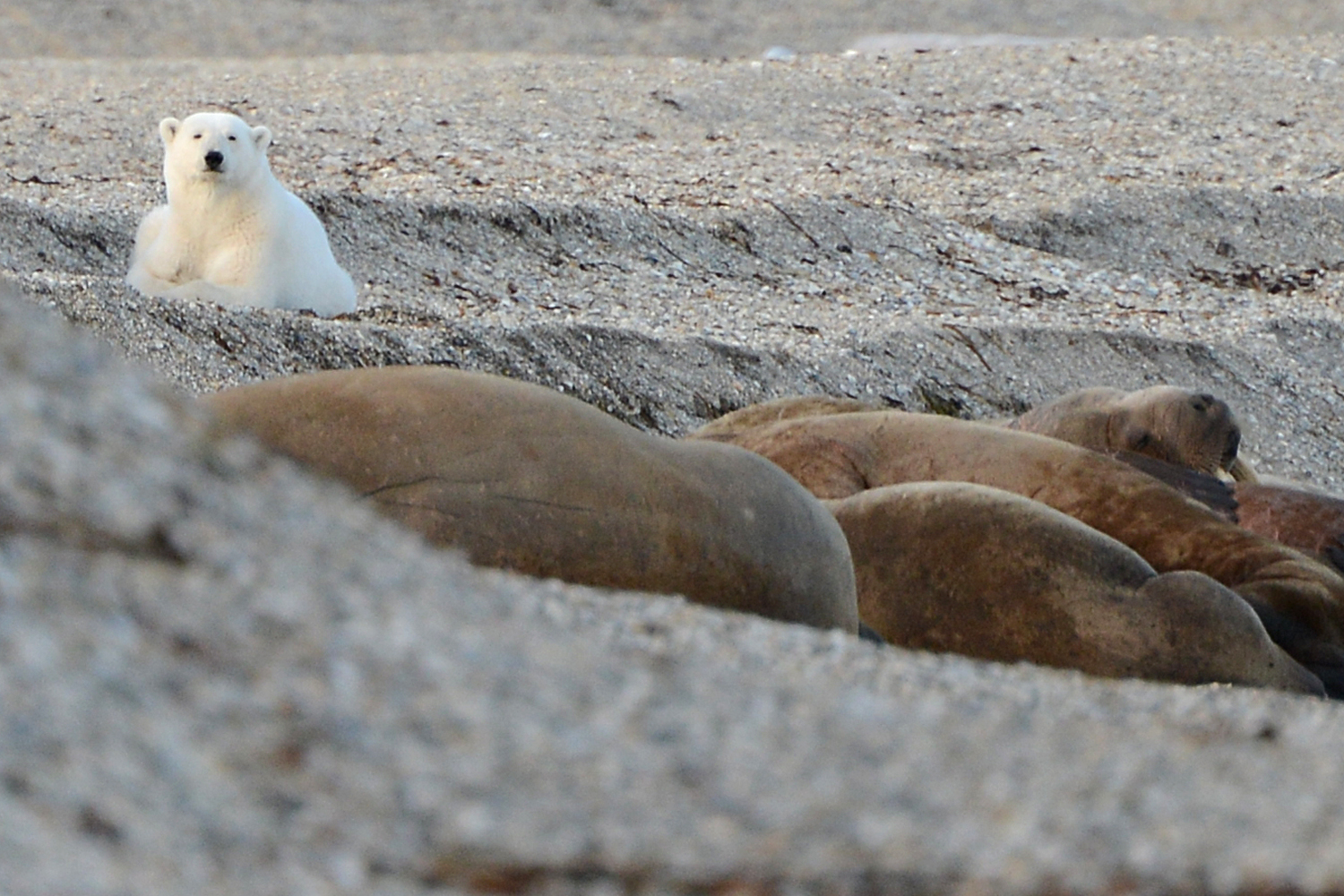 MV FRAM EXPEDITION BLOG: A Walrus day!