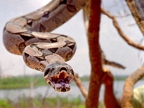 Ofidico: SERPIENTES NO VENENOSAS DE VENEZUELA