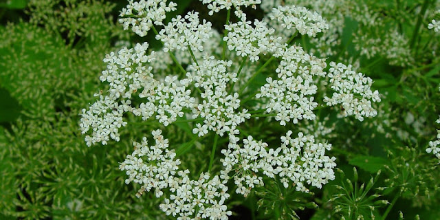 Всё о бегониях и не только...: Сапожниковия растопыренная ...