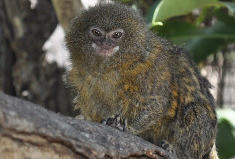 ZOOTOGRAFIANDO (6.100 ANIMALS): TITÍ PIGMEO / PYGMY MARMOSET (Cebuella ...