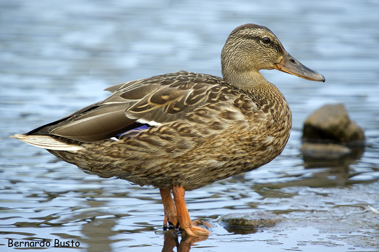 RÍA DE LA VILLA: Patos posando
