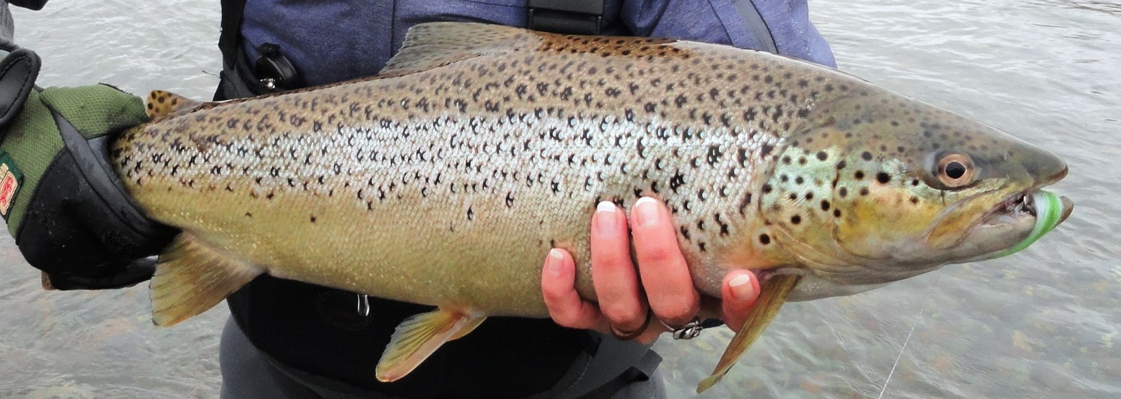 Excursiones de pesca con mosca - Fly Fishing Trips: La estancia