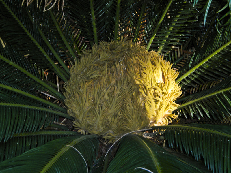 Flora ornamental, hortícola y medicinal.: Cycas revoluta. Palma de Sagú.