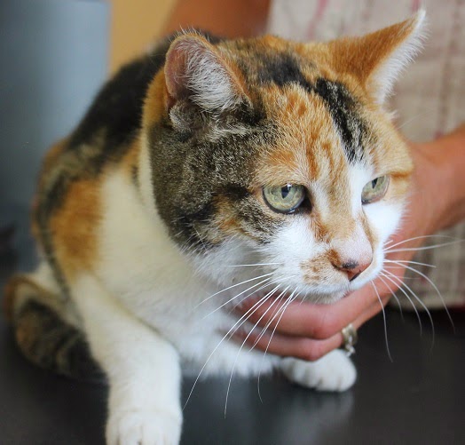 Dsh Cat Breed - Cat Lover | Cat Training