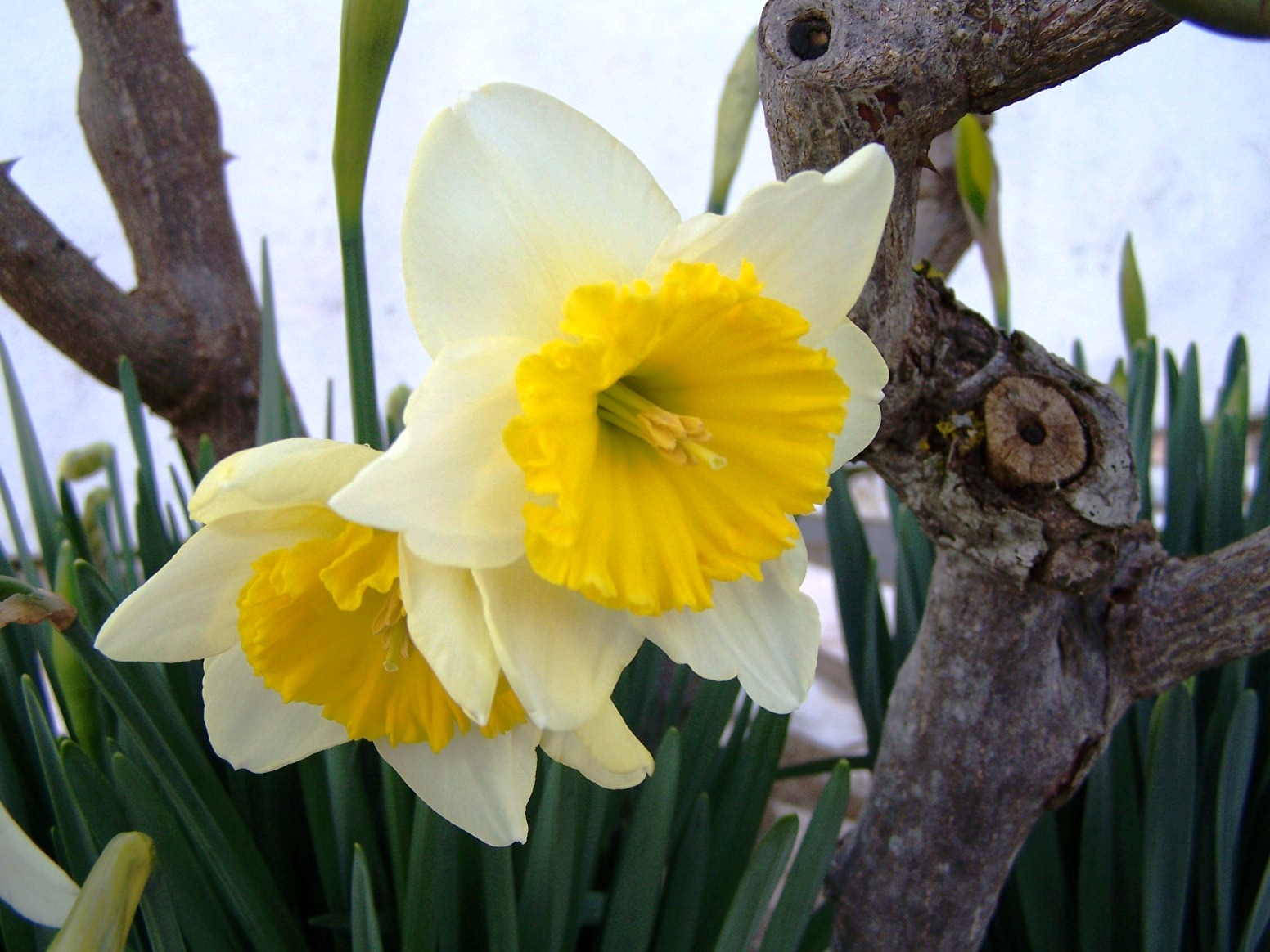 Mundo Avulso: A Lenda de Narciso