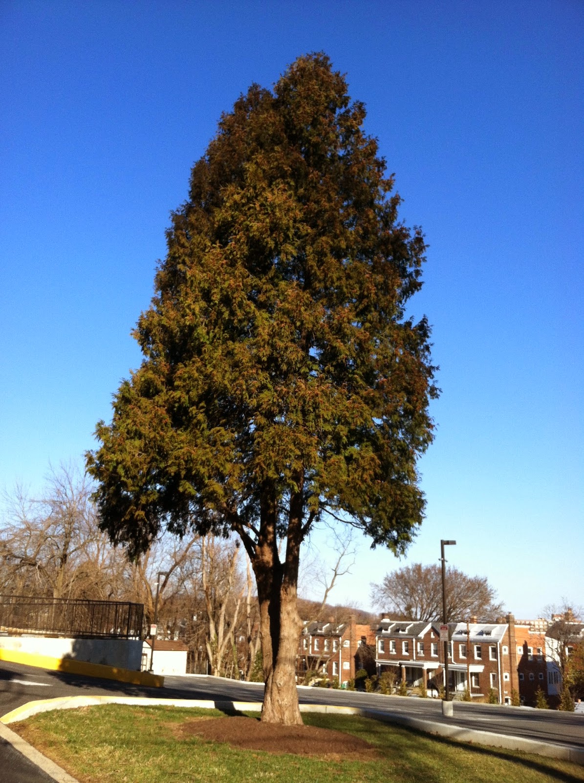 Washington DC Trees: Deodar Cedar--"Wood of the gods"