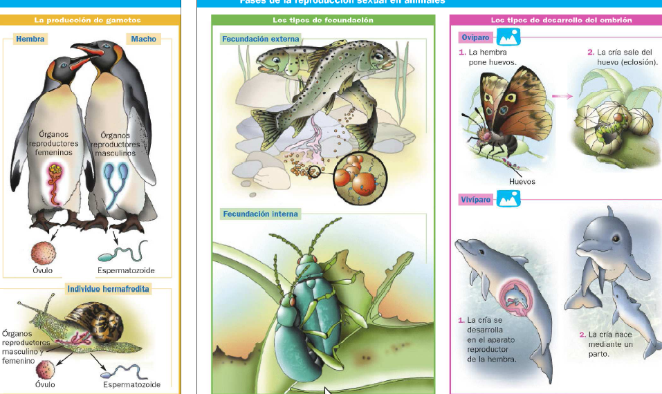 NUNCA SE DEJA DE APRENDER: Tema 1 Los seres vivos se reproducen