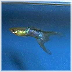 Swordtail Guppies: Moscow & Japan Blue Swordtails