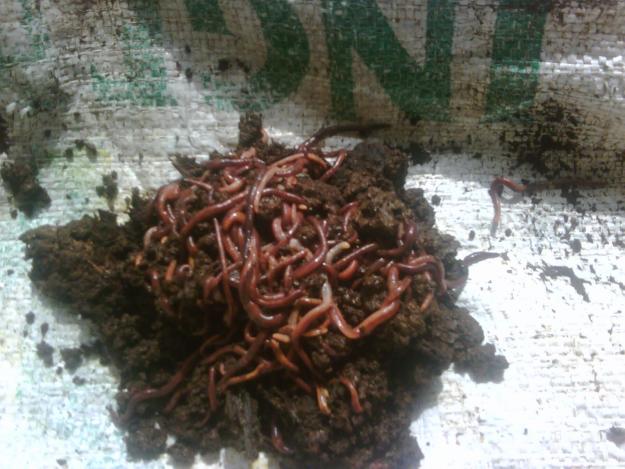 Que es el humus Introducción. ~ Iniciativa Verde