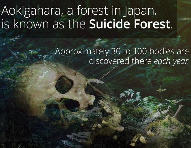 THE MOST HAUNTED FOREST JAPAN TRAGIC SUICIDE FOREST HAUNTED BY THE MANY ...