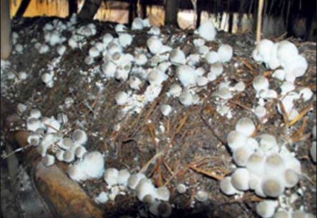 Cara Budidaya Jamur Merang ~ Infoting