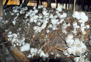 Cara Budidaya Jamur Merang ~ Infoting