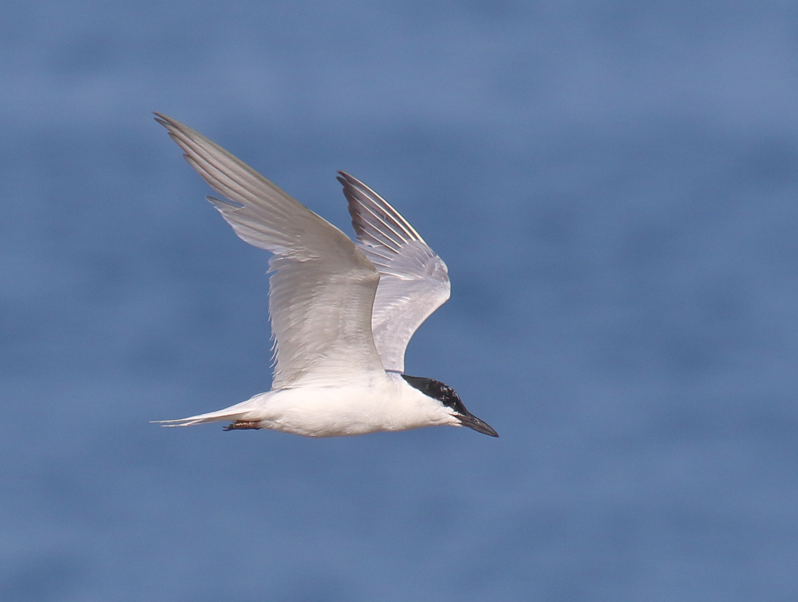 Gull-billed Terns at Imperial Beach - Greg in San Diego