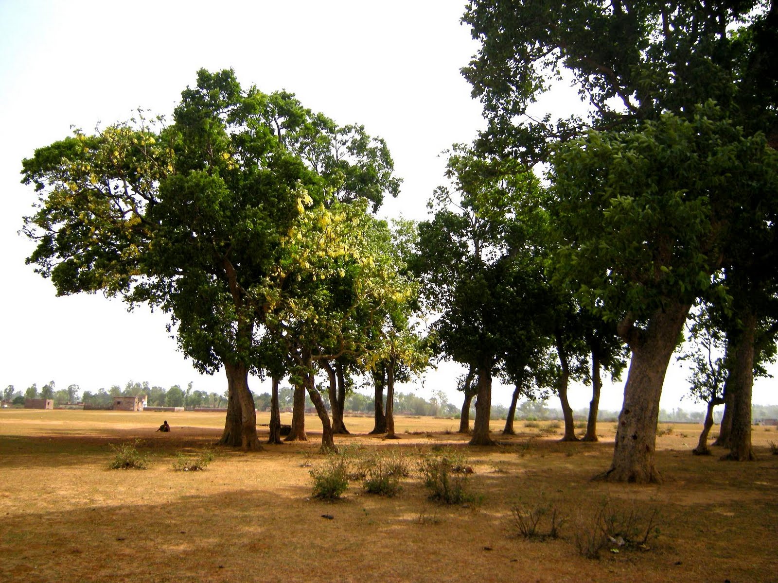 Sacred Groves of Jharkhand