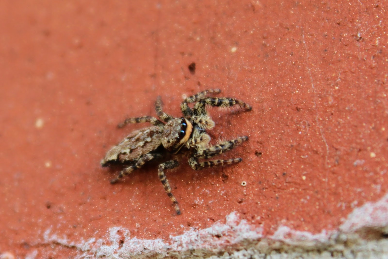 Kruipende Insekten: . . Springspinnen