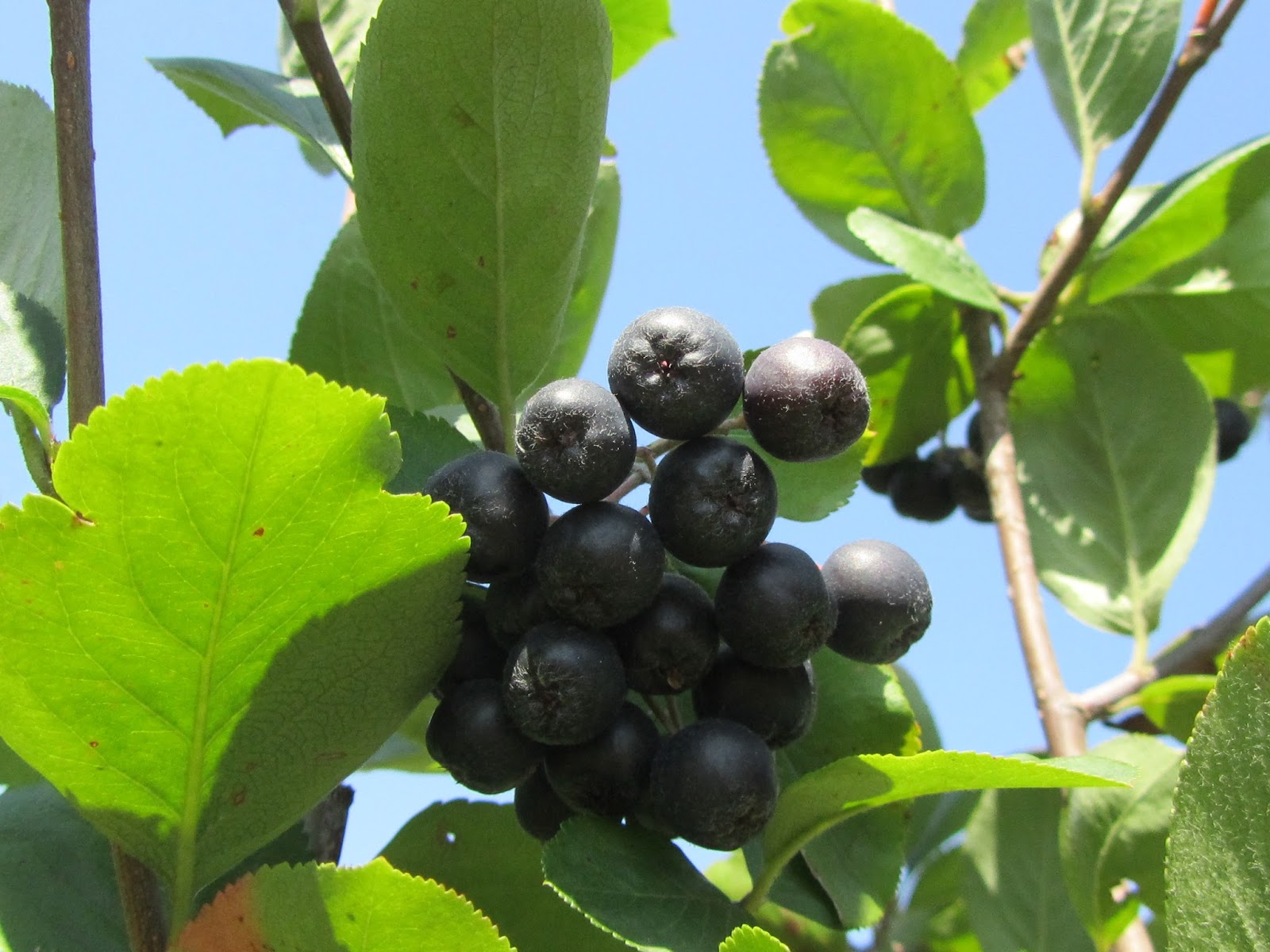 Come Coltivare l'Aronia Melanocarpa per Produrre Ottimi Succhi | Il ...
