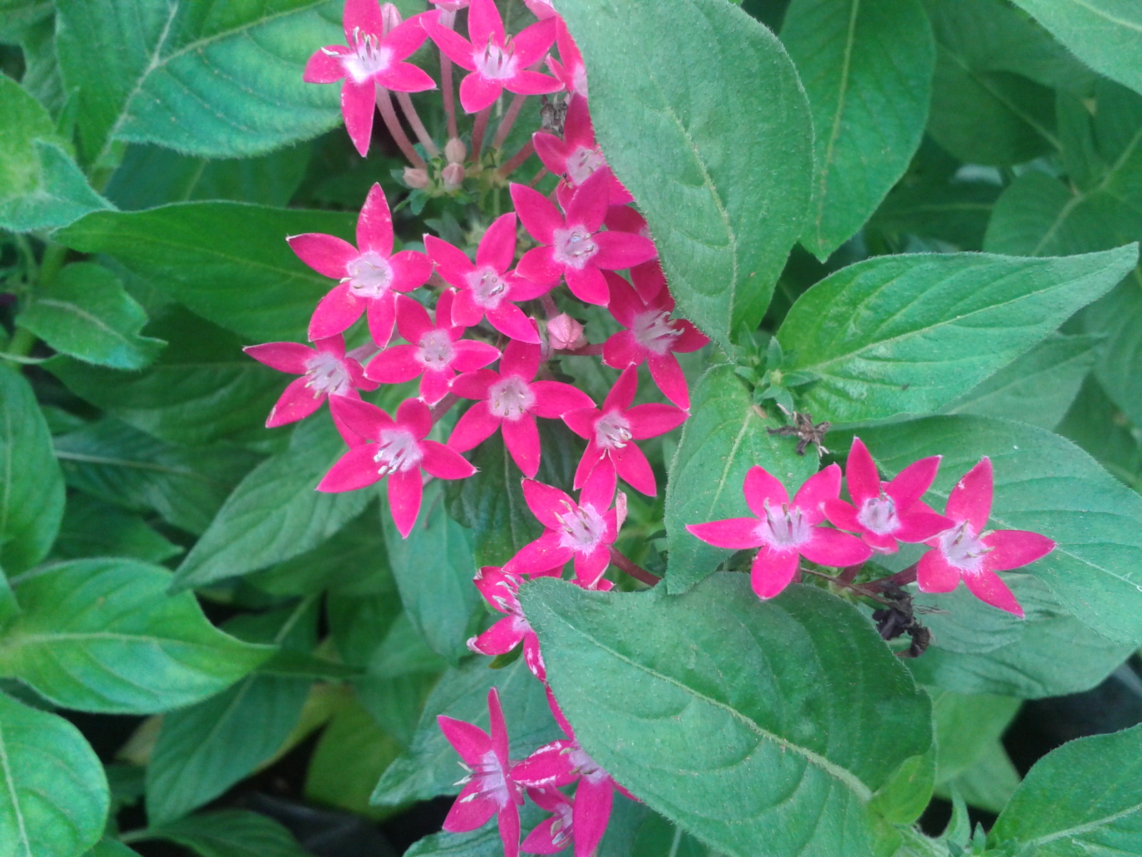 De Tudo Um Pouco!: Pentas