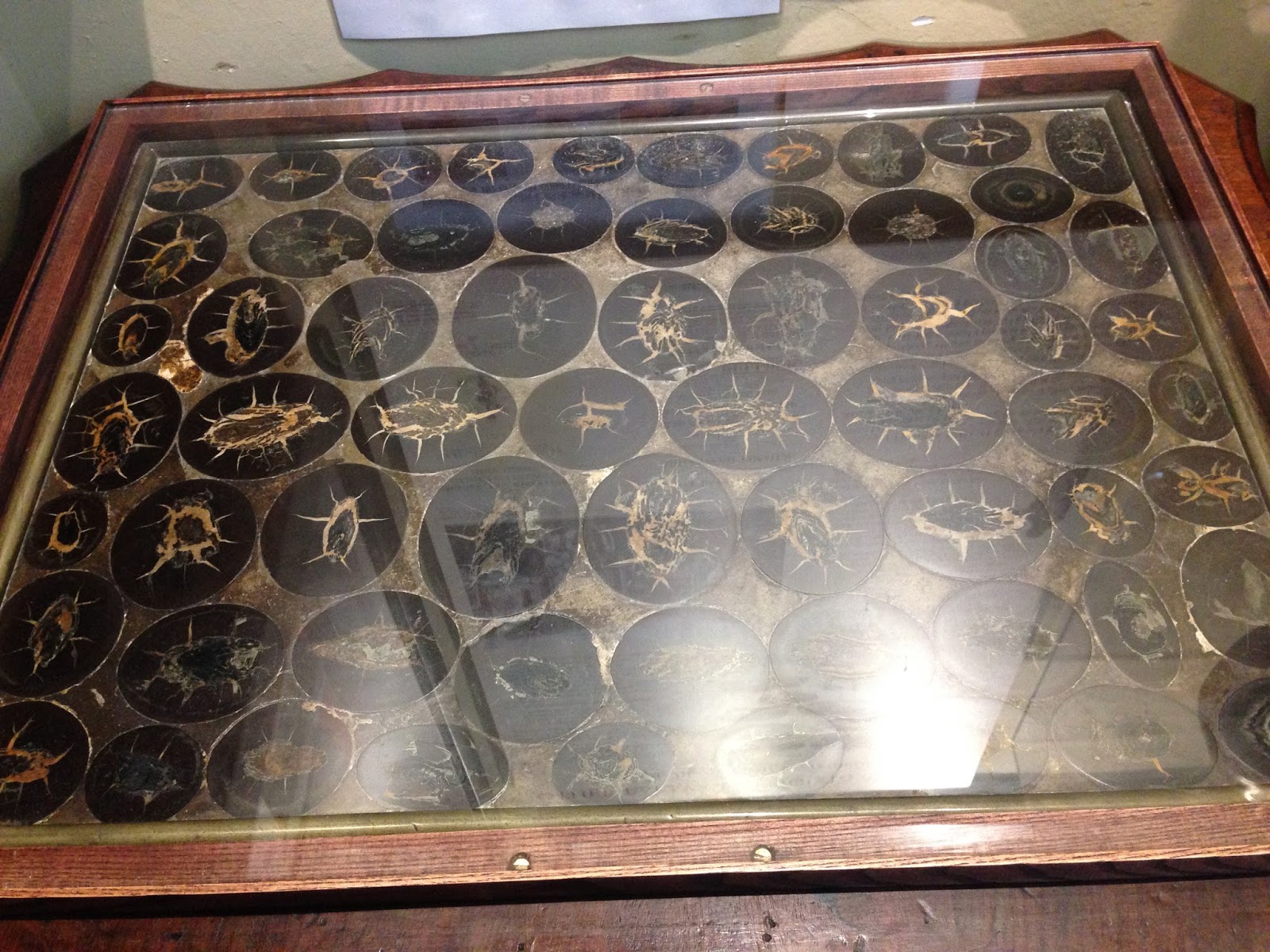 The History Girls: The 'Poo Table': August's Cabinet of Curiosities by ...