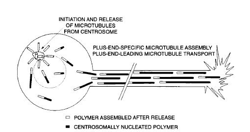 Centrosome role in neuronal polarity ~ Advanced Neurobiology