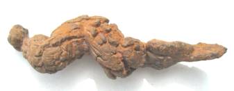 Minerales y Fósiles: Los Coprolitos