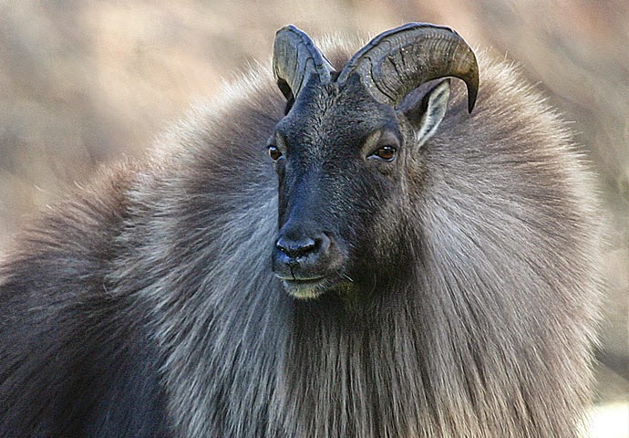 TAHR photos - wallpapers | the fun bank