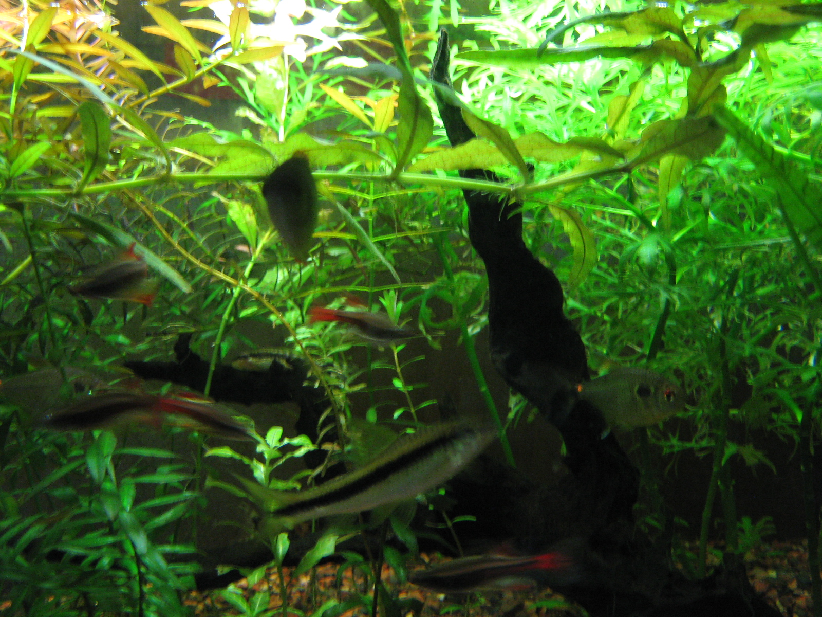 Ecco's Aquarium Blog: New 40 Breeder Planted Tank