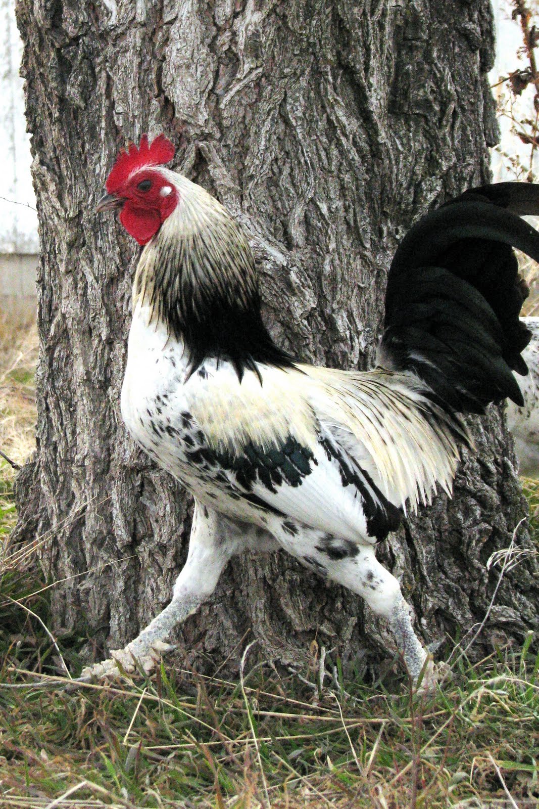 Smug Animals: October 2011