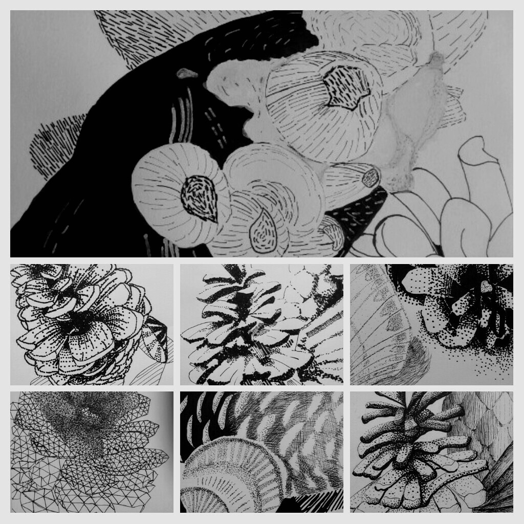 MANaa Diderot: Coquillages, pignes de pin