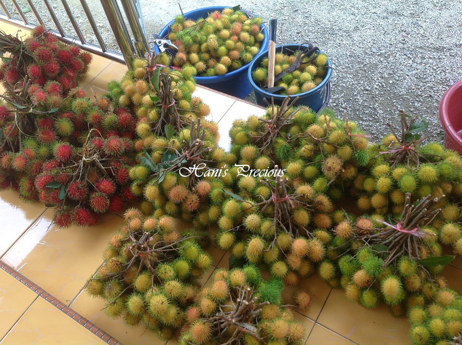Hani's Precious: Rambutan's Harvesting