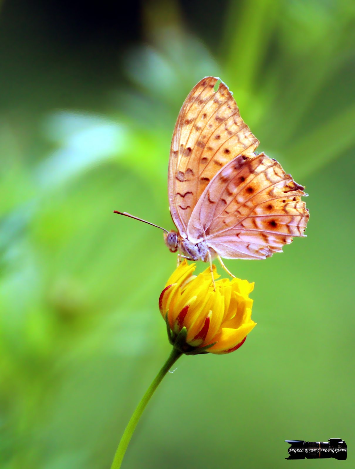 AR Photography: common leopard (Phalanta phalantha)