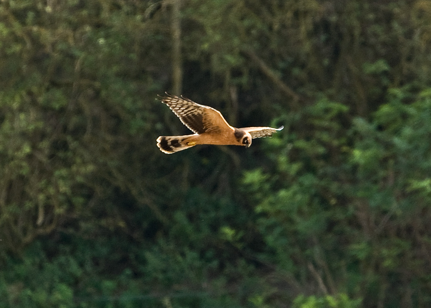 Greater Kent Birder: September 2011
