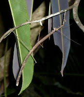 Selangor State Park - Taman Warisan Negeri Selangor: Phobaeticus ...