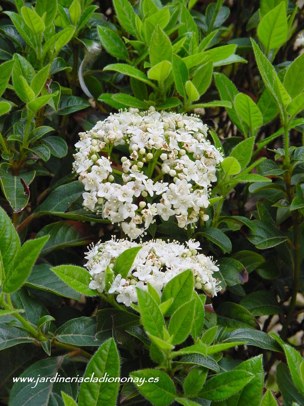 Jardineria Eladio Nonay: VIBURNUM TINUS O DURILLO (Jardinería Eladio Nonay)