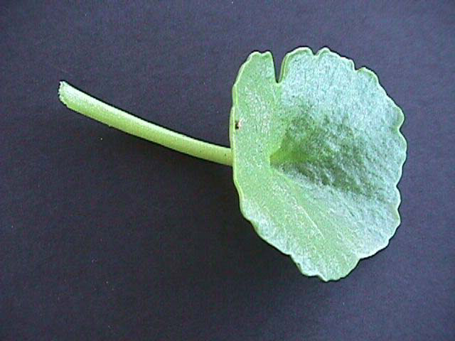 Hoja Peltada (peltata): - Botánica integra