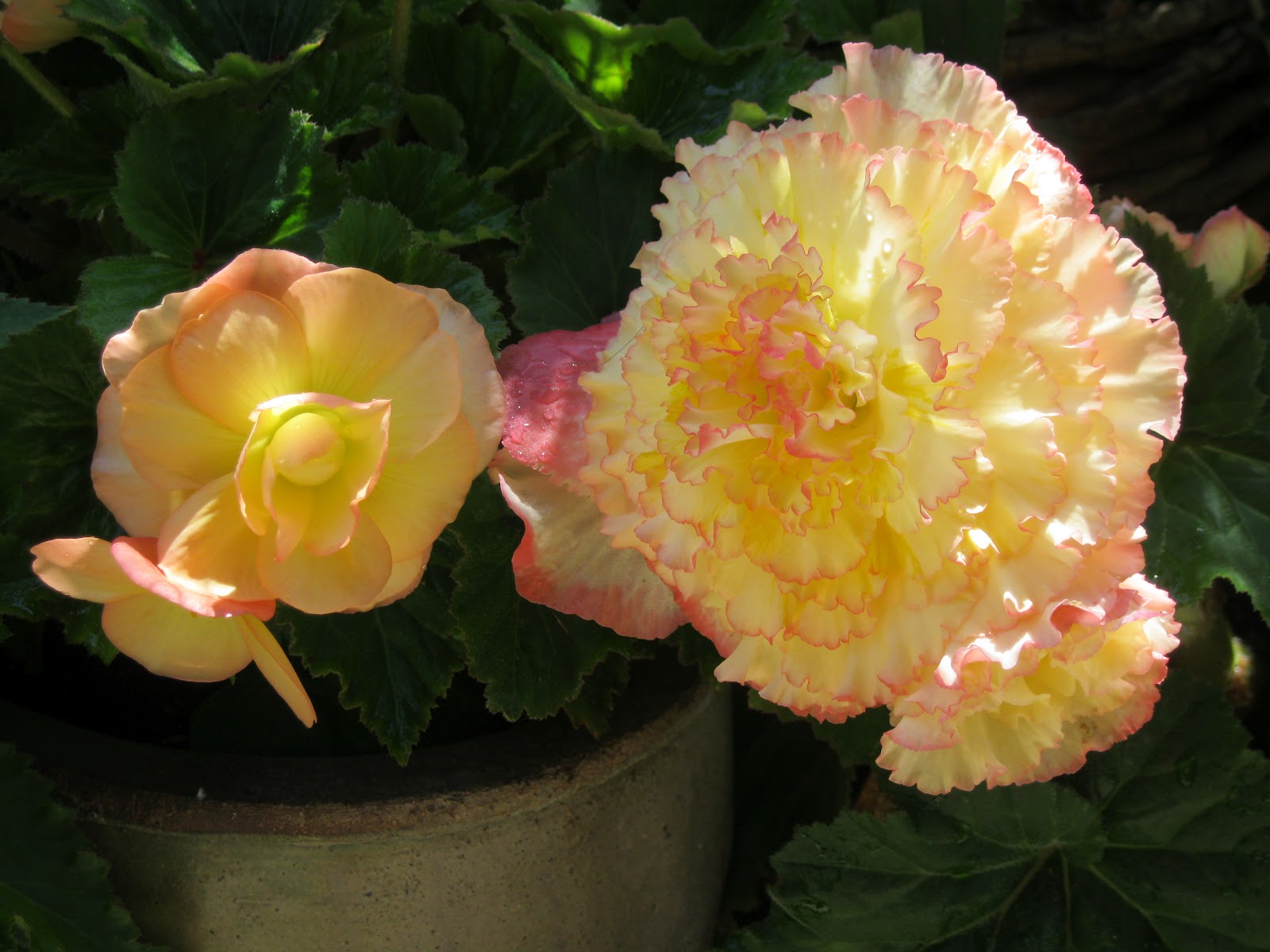 Begonias in the Mist: Scented Begonias Revisited