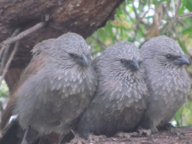 Robbiebago Adventures: Surat and the Cobb & Co Museum