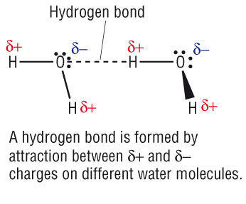 Conceptual Physics: What are Hydrogen Bonds?