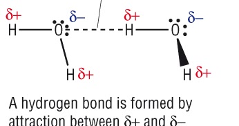 Conceptual Physics: What are Hydrogen Bonds?