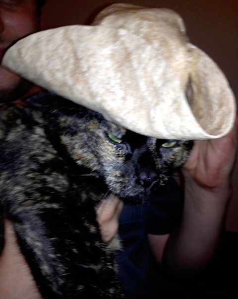 Little Wonders by Kimberly Harry : Cat Breading (?)