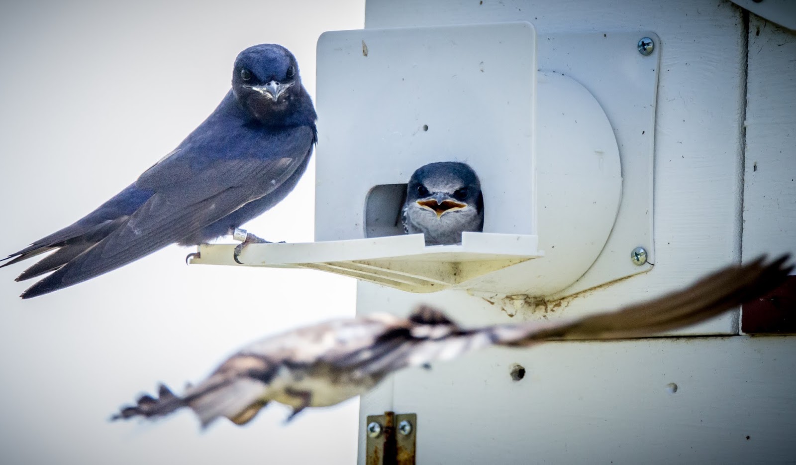 Feather Tailed Stories: Purple Martins