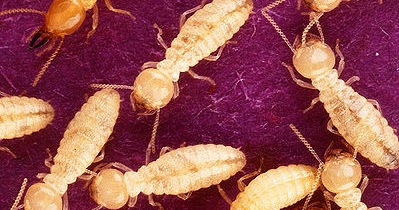 Informações Básicas sobre o Cupim