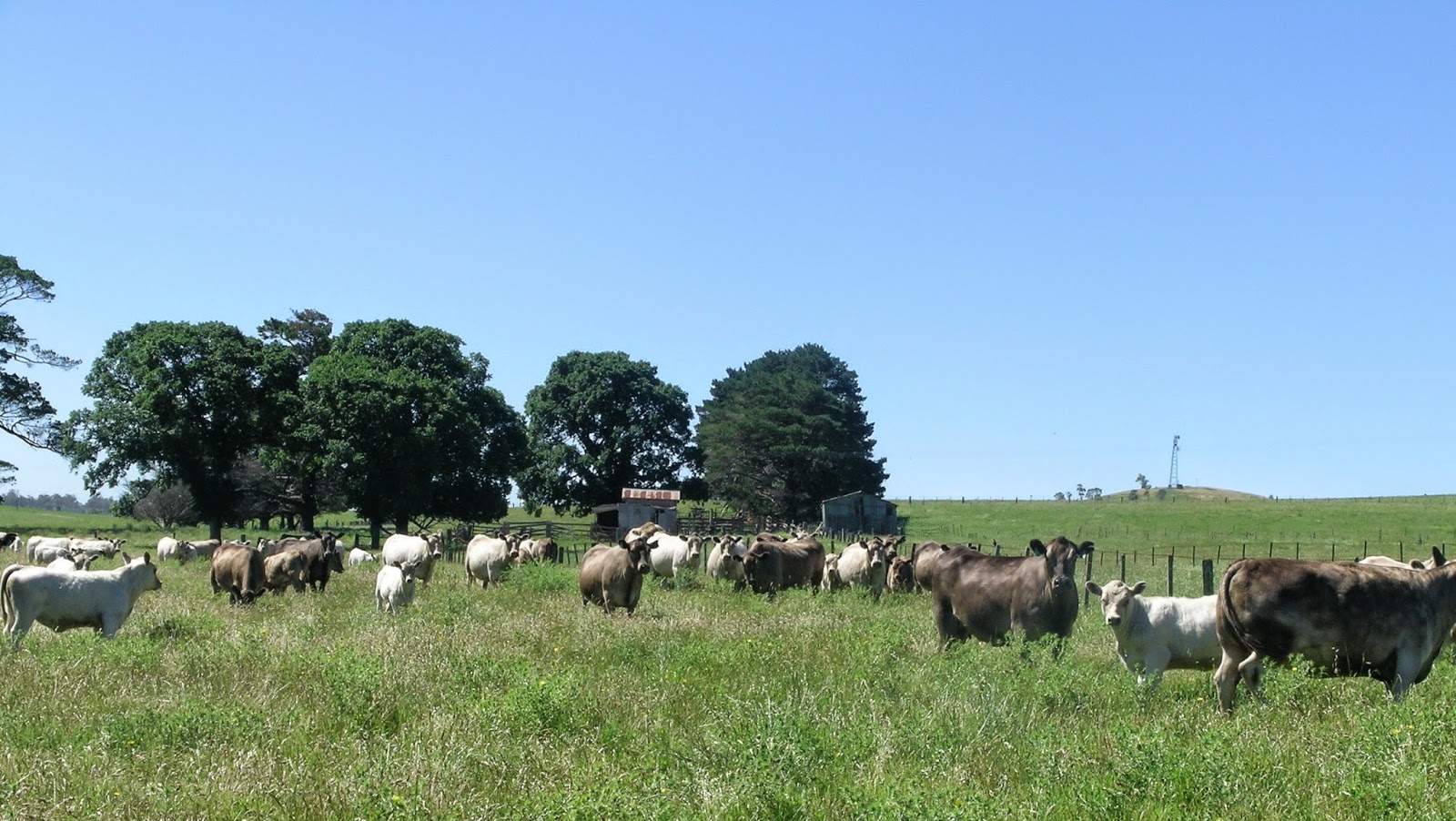 SCIENCE BLOG. YEAR 4: PRIMARY SECTOR ACTIVITIES: STOCKBREEDING