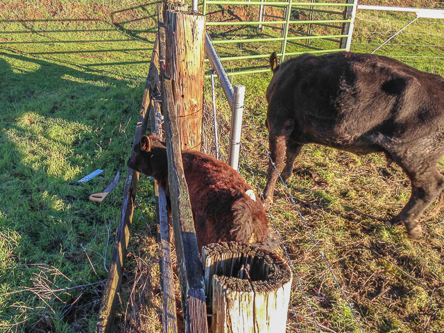 Dipper Ranch: The Stuck Calf