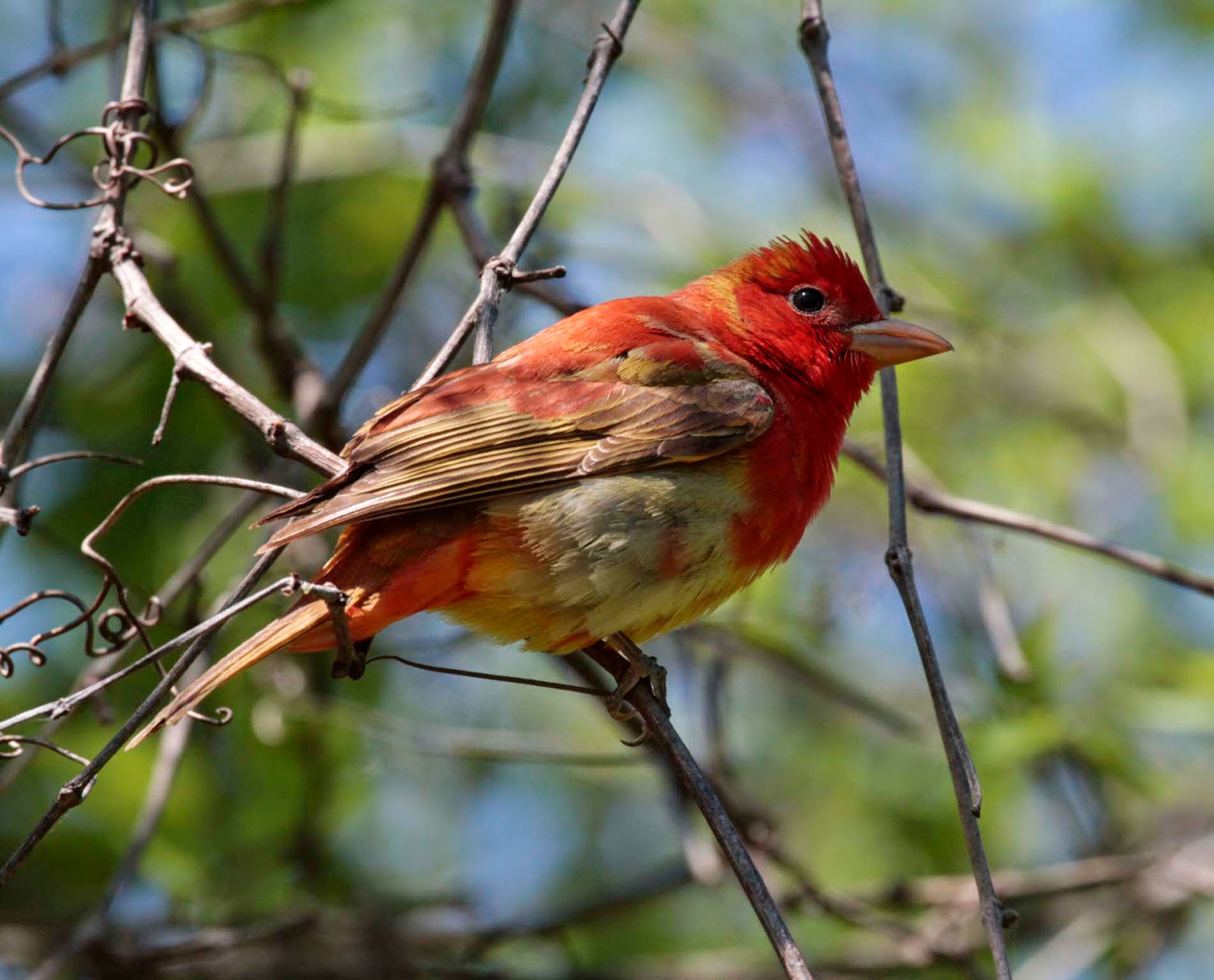 Sometimes I Wonder, Sometimes I Wander: In Living Color: This Tanager's Day