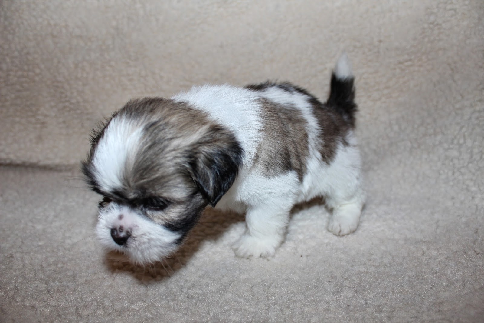 Lhasa Apso - Penny's Pups from birth to new homes: Molly's Puppy's 5 ...